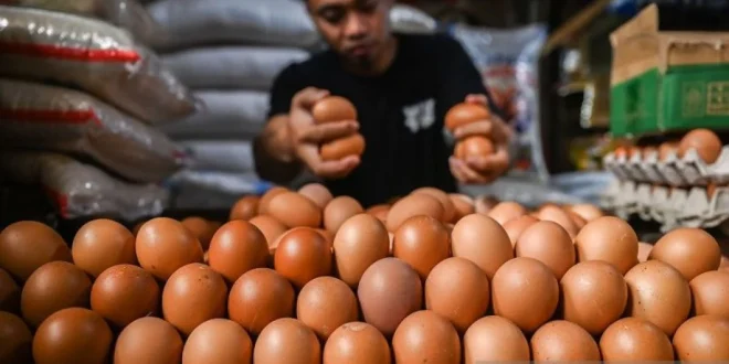 PIHPS: Harga Telur Ayam Ras Rp30.400/kg, Bawang Merah Rp54.350/kg ...